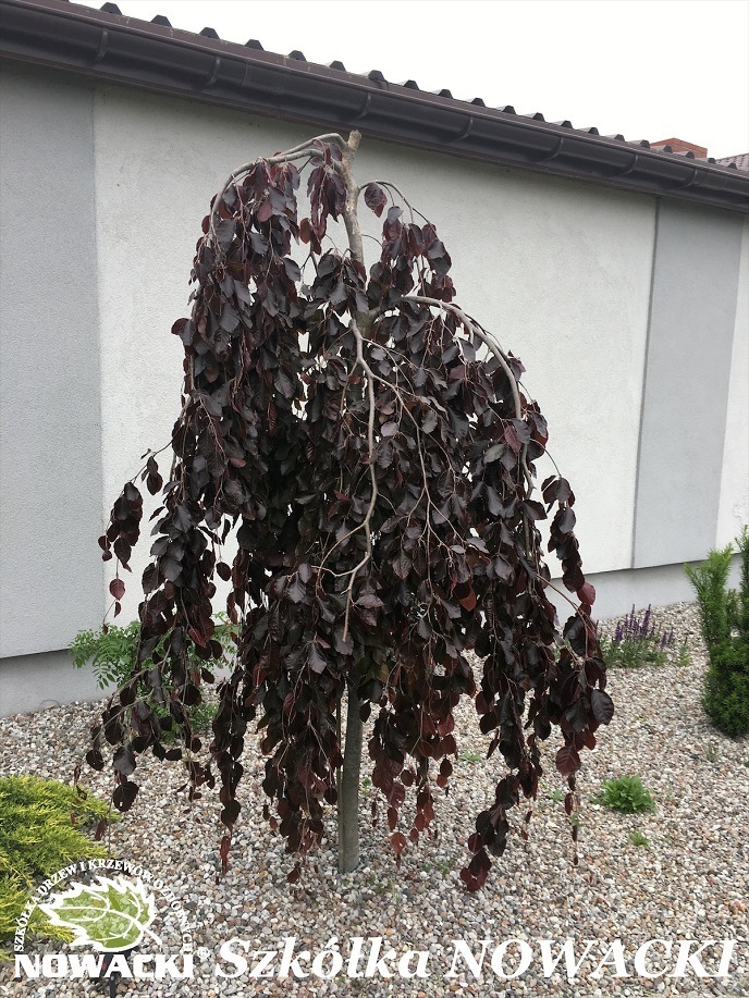 Fagus sylvatica 'Purpurea Pendula' / buk zwyczajnyNowacki - szkółka ...