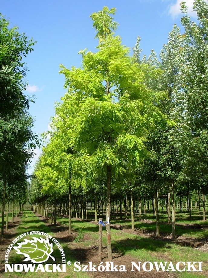 Robinia pseudoacacia 'Frisia' / robinia akacjowaNowacki - szkółka drzew ...