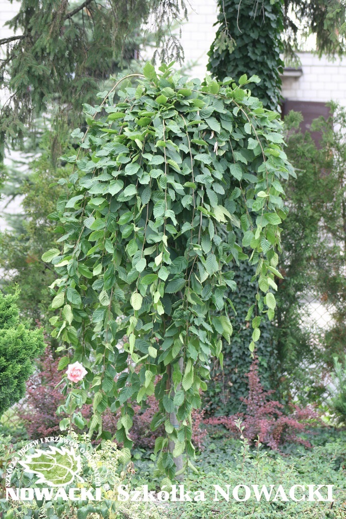 Carpinus betulus 'Pendula' / grab pospolity | Drzewa | Nowacki ...